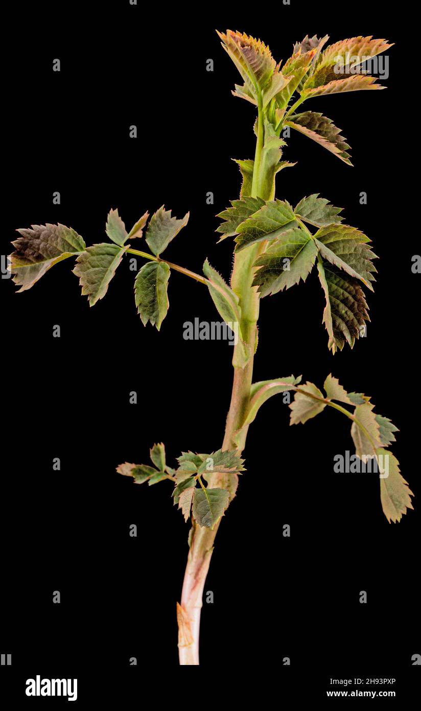 Young rose hips hi-res stock photography and images - Alamy