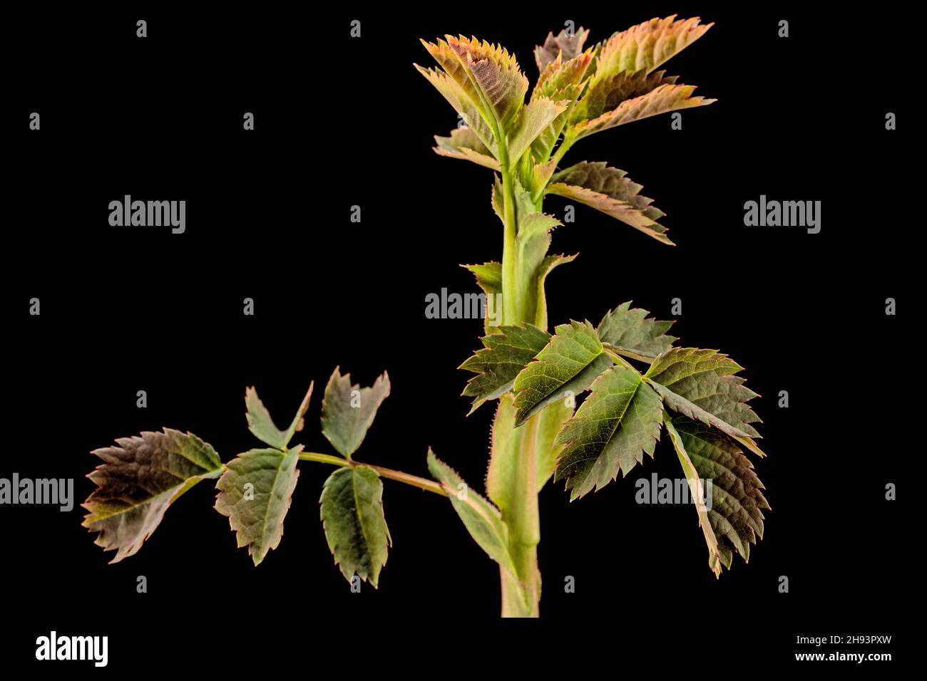 Healthy young healthy rose leaves hi-res stock photography and images ...