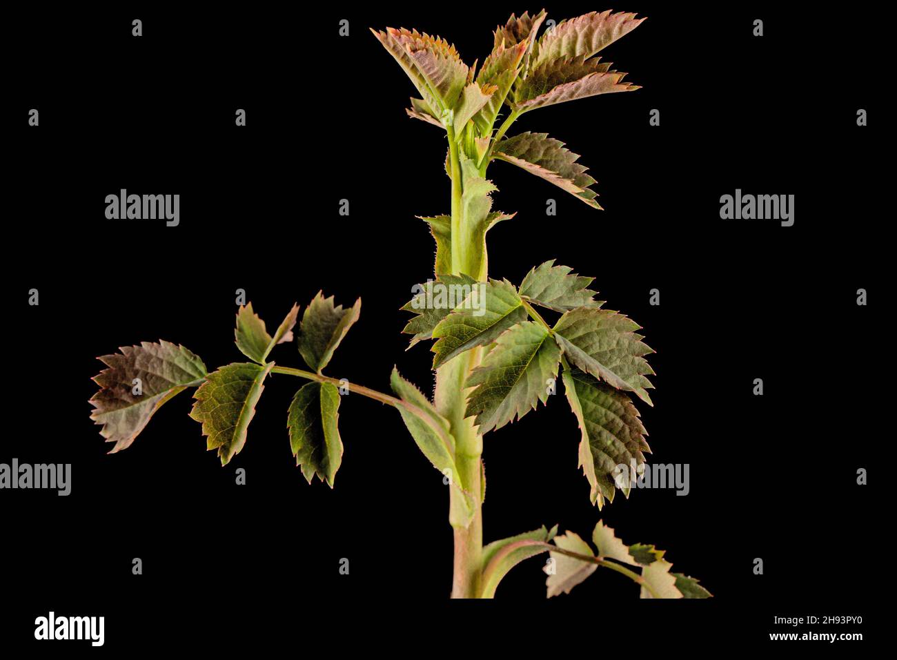 Young rose hips hi-res stock photography and images - Alamy