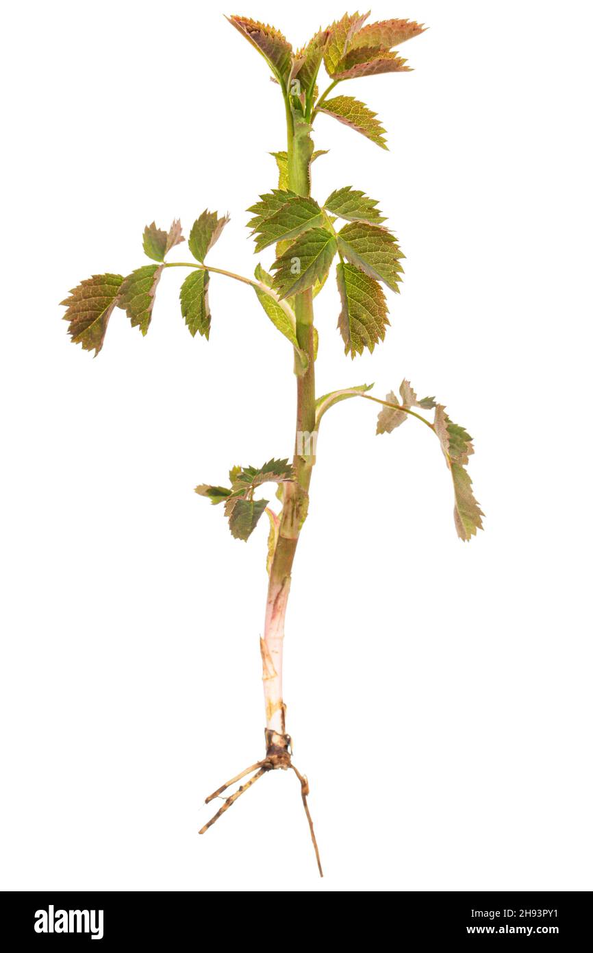 Briar root hi-res stock photography and images - Alamy