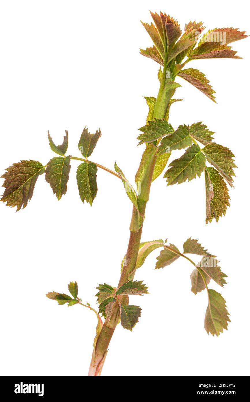 Young sprig of rose hips, isolated on white background Stock Photo - Alamy