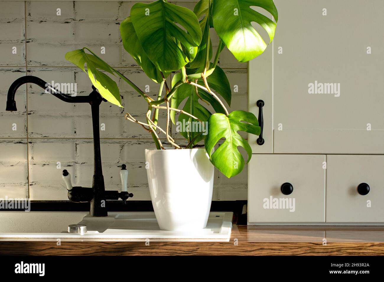 Monstera plant in a white pot on a white kitchen. The concept of ...