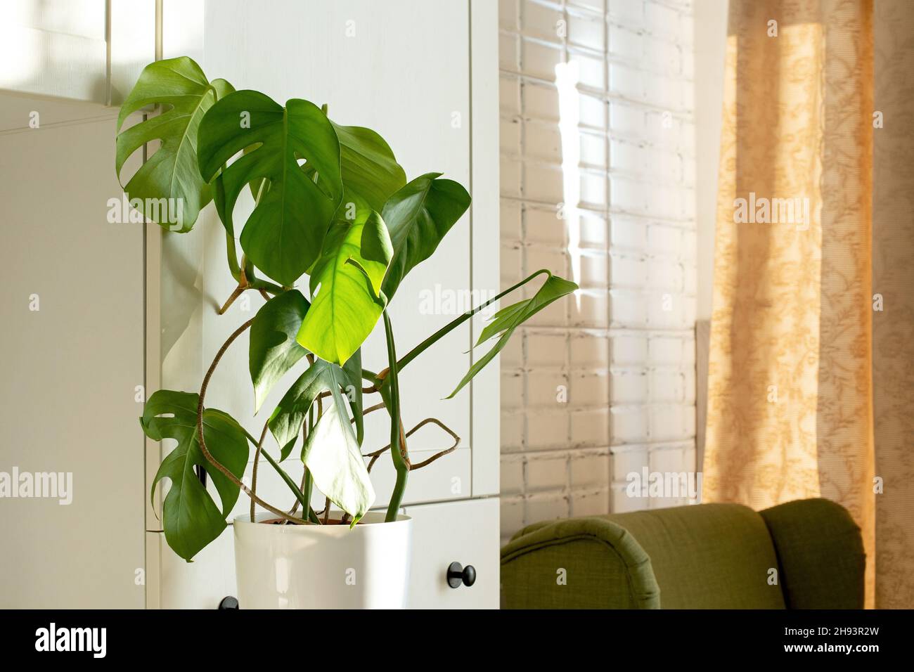 Monstera plant in a white pot on a white kitchen. The concept of ...
