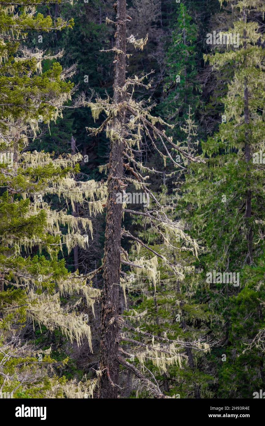 View down from High Steel Bridge over South Fork Skokomish River on ...