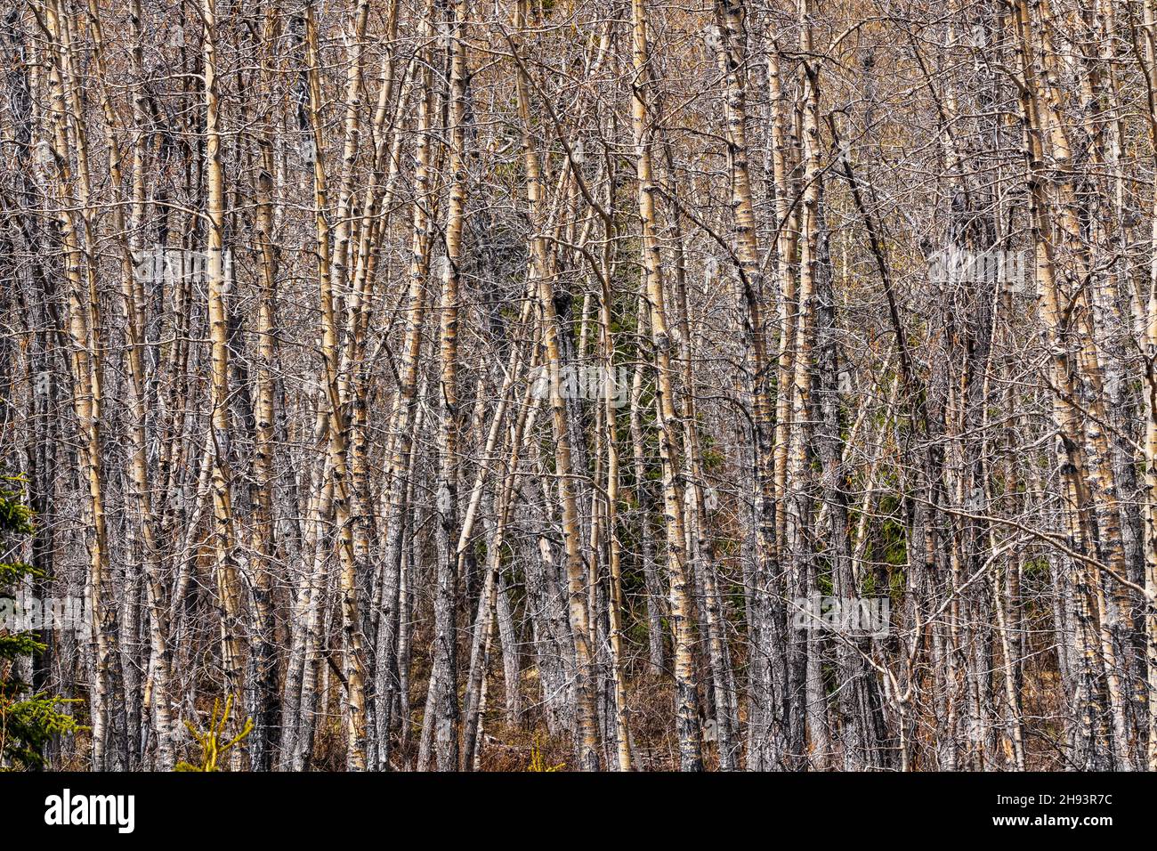 Spring time coming back to life in the northern boreal forest of Canada ...