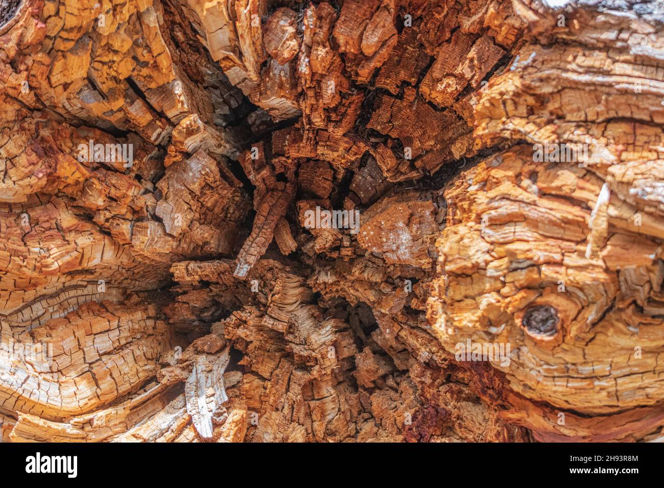 Close up, macro view of a dead spruce tree with incredible textured ...