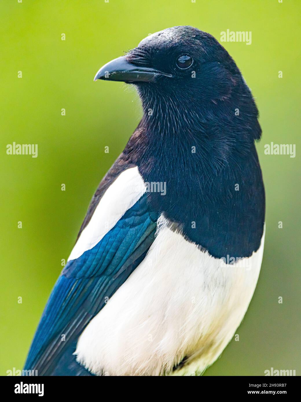 Beautiful black, wild, blue, green magpie seen in the wild with green ...