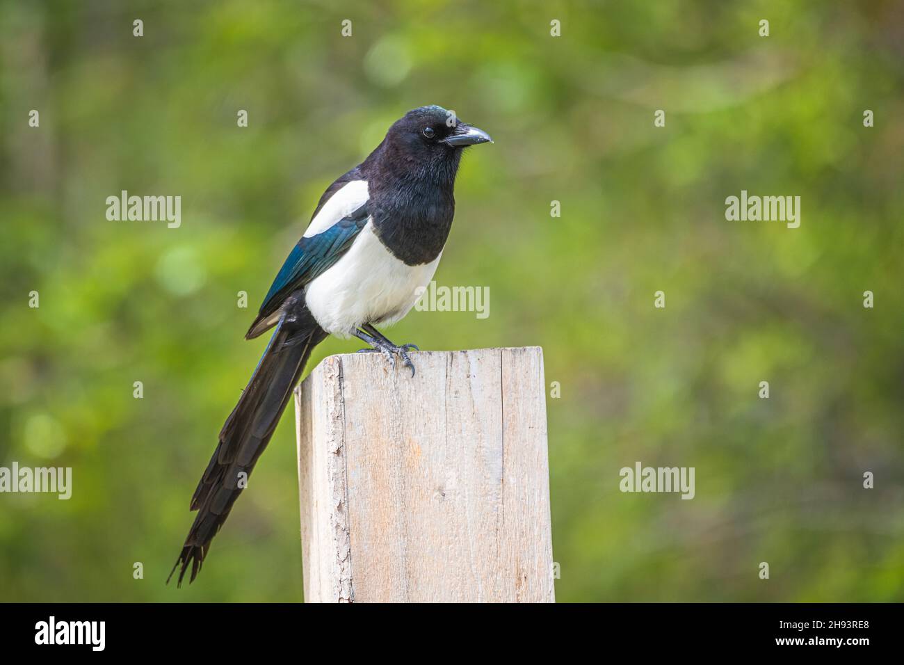 Beautiful black, wild, blue, green magpie seen in the wild with green ...
