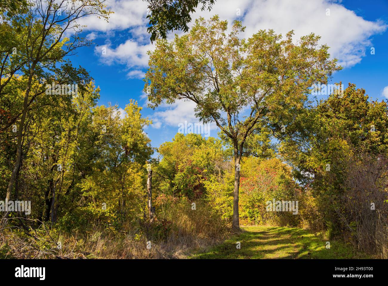 Fall color near the Eagle view Trail at Oklahoma Stock Photo - Alamy