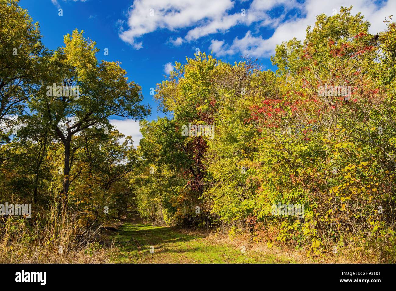 Fall color near the Eagle view Trail at Oklahoma Stock Photo - Alamy