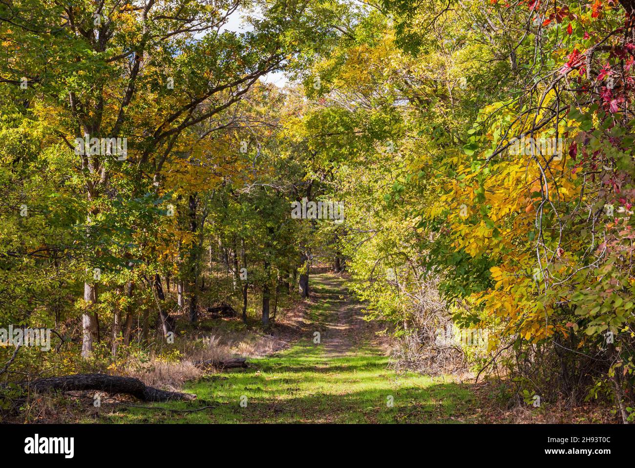 Fall color near the Eagle view Trail at Oklahoma Stock Photo - Alamy