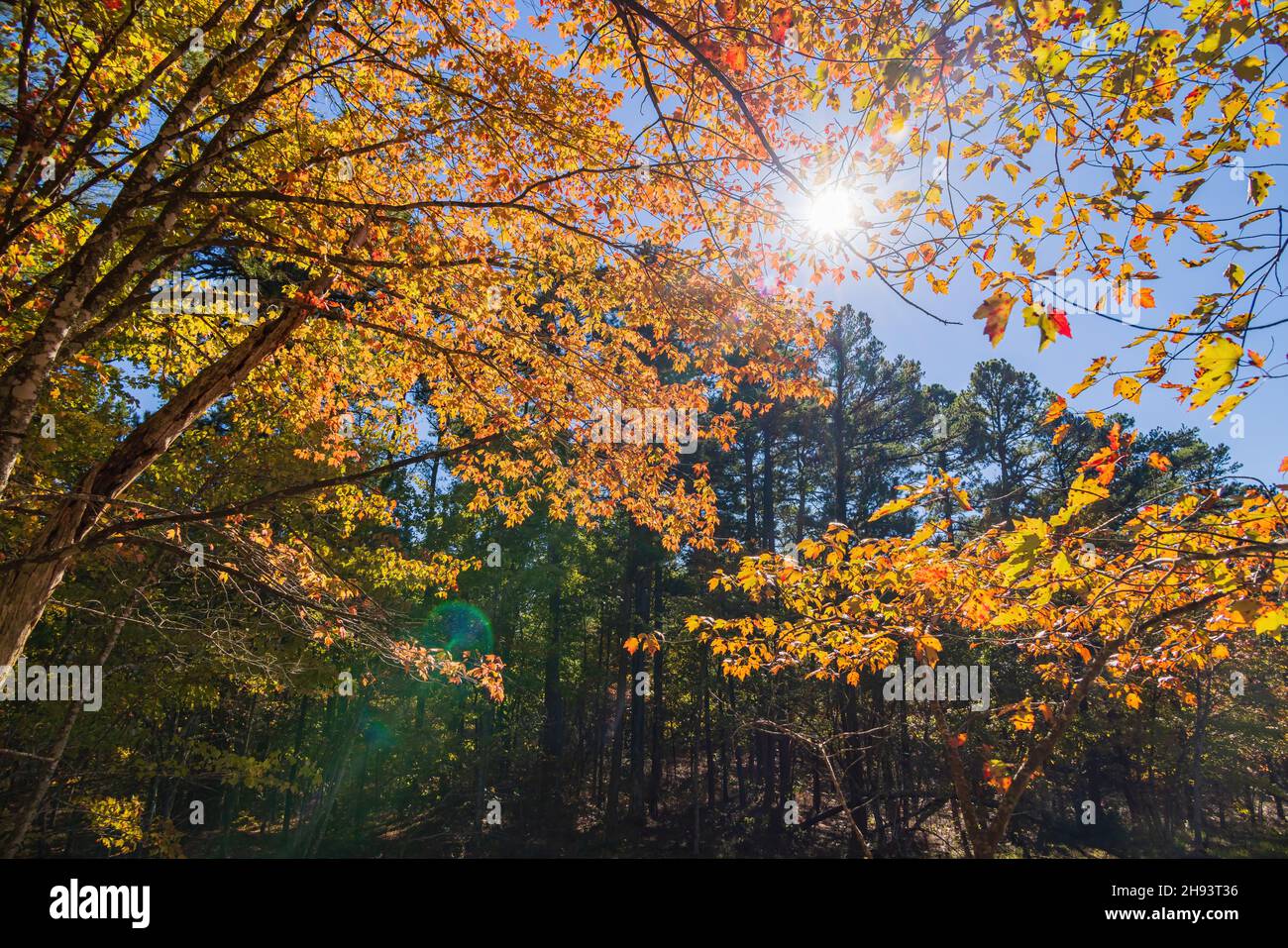 Nature autumn fall color of Robbers Cave State Park at Oklahoma Stock ...