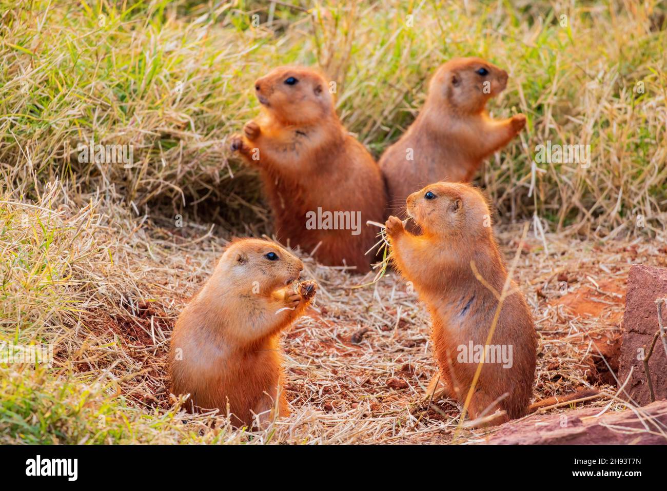 Close up shot of Prairie dog family at Oklahoma Stock Photo - Alamy