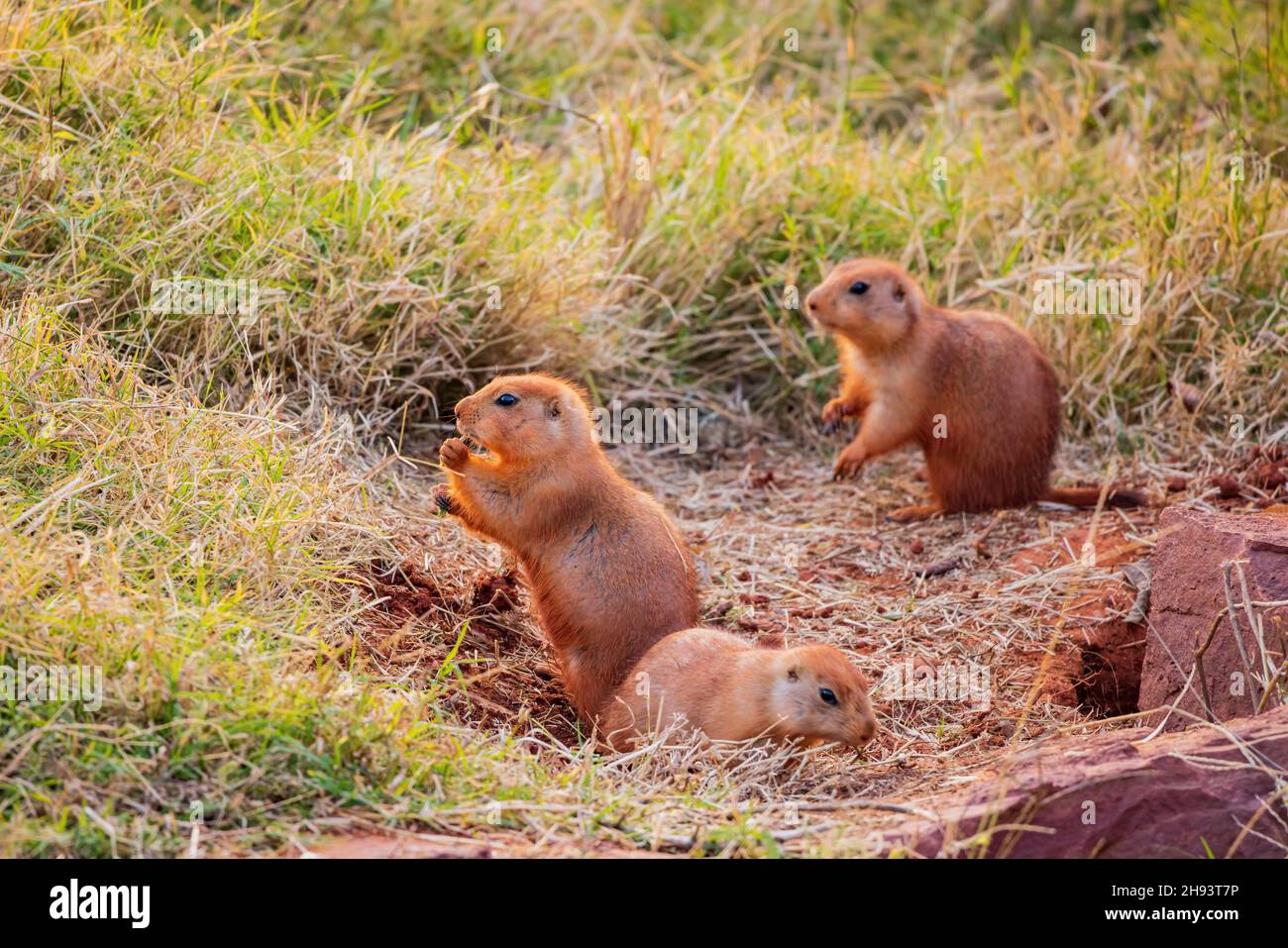 Close up shot of Prairie dog family at Oklahoma Stock Photo - Alamy