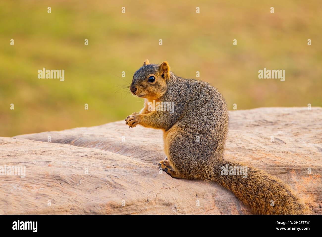 Mexican fox hi-res stock photography and images - Alamy
