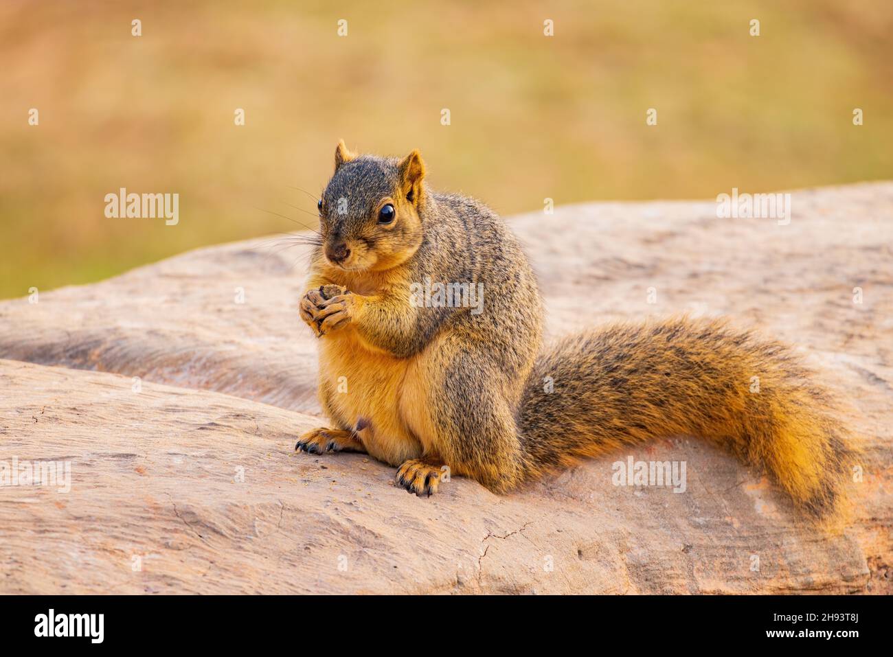 Mexican fox hi-res stock photography and images - Alamy