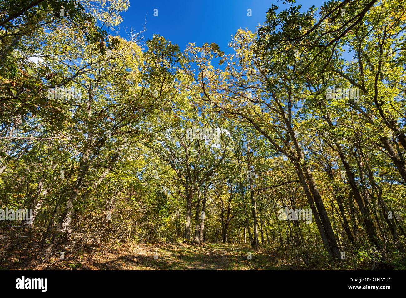 Fall color near the Eagle view Trail at Oklahoma Stock Photo - Alamy