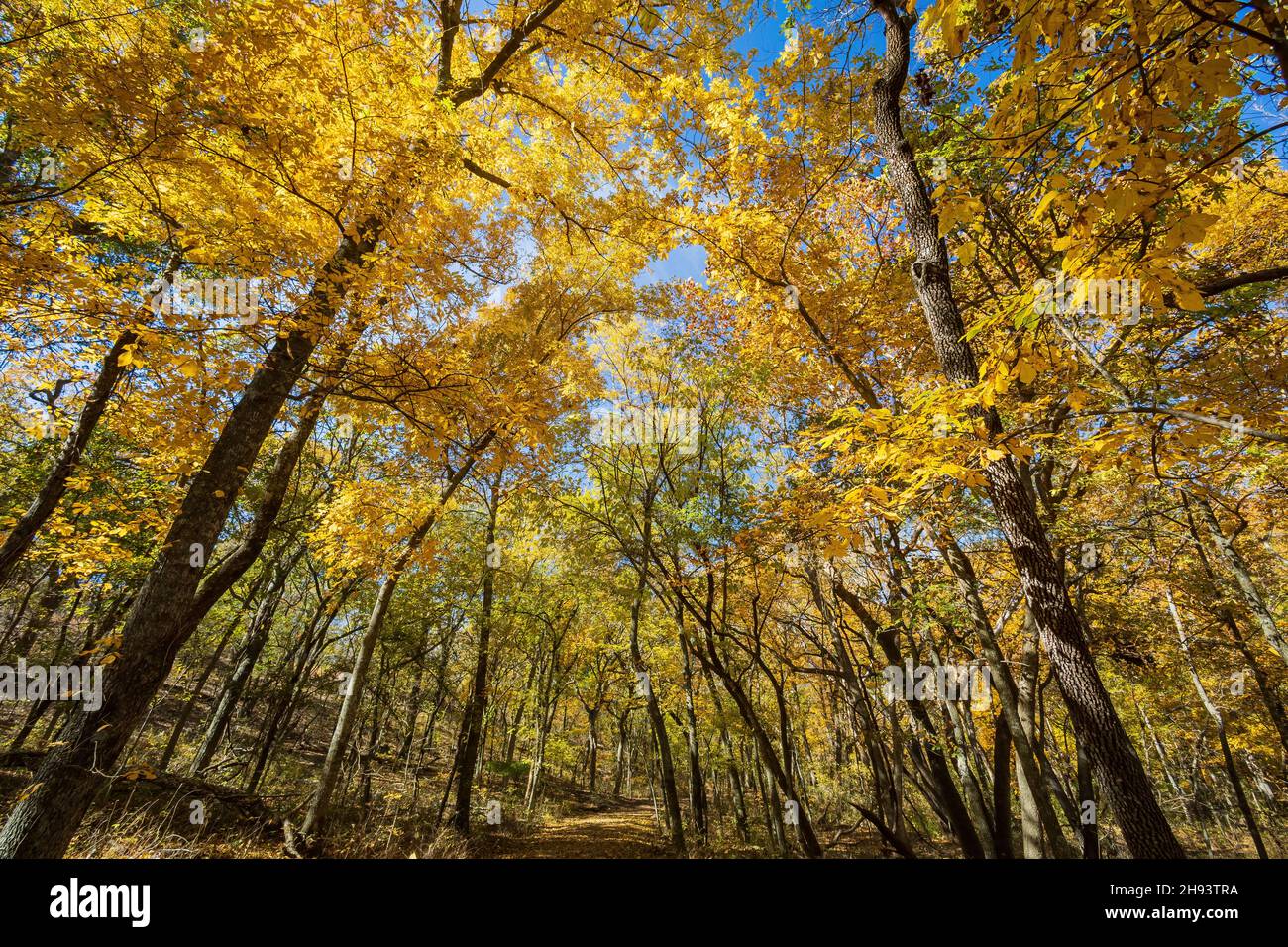Fall color of the nature trail in Chickasaw National Recreation Area at ...