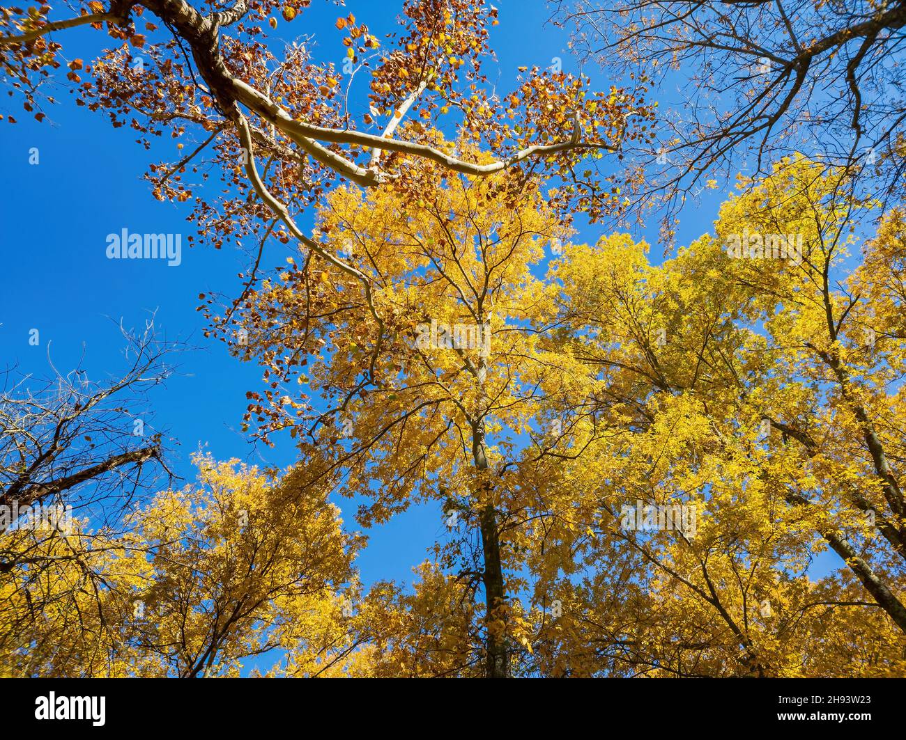 Fall color of the nature trail in Chickasaw National Recreation Area at ...