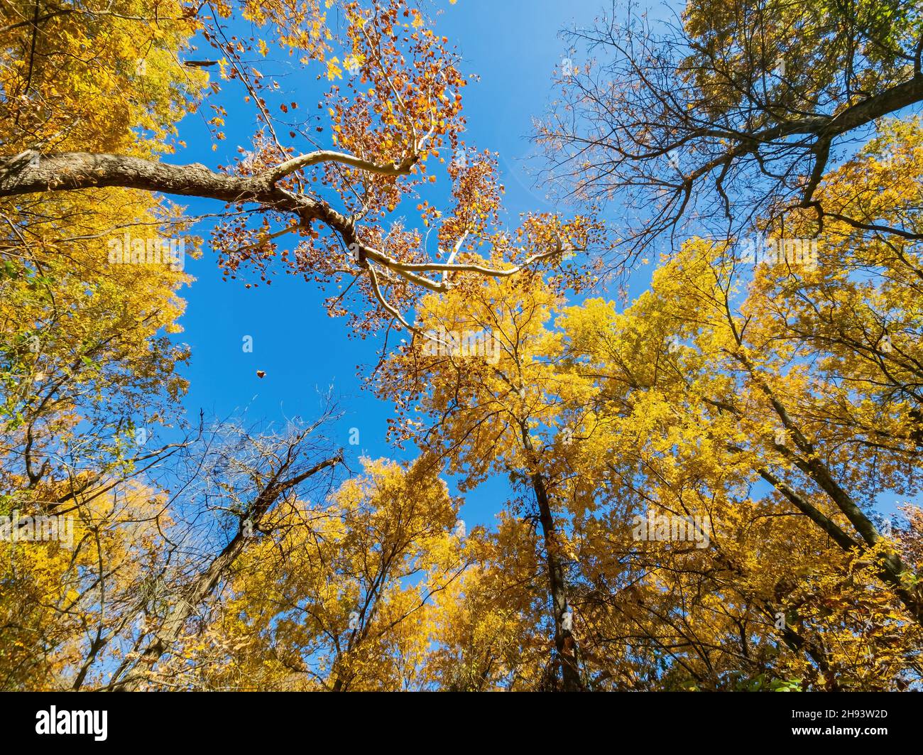Fall color of the nature trail in Chickasaw National Recreation Area at ...