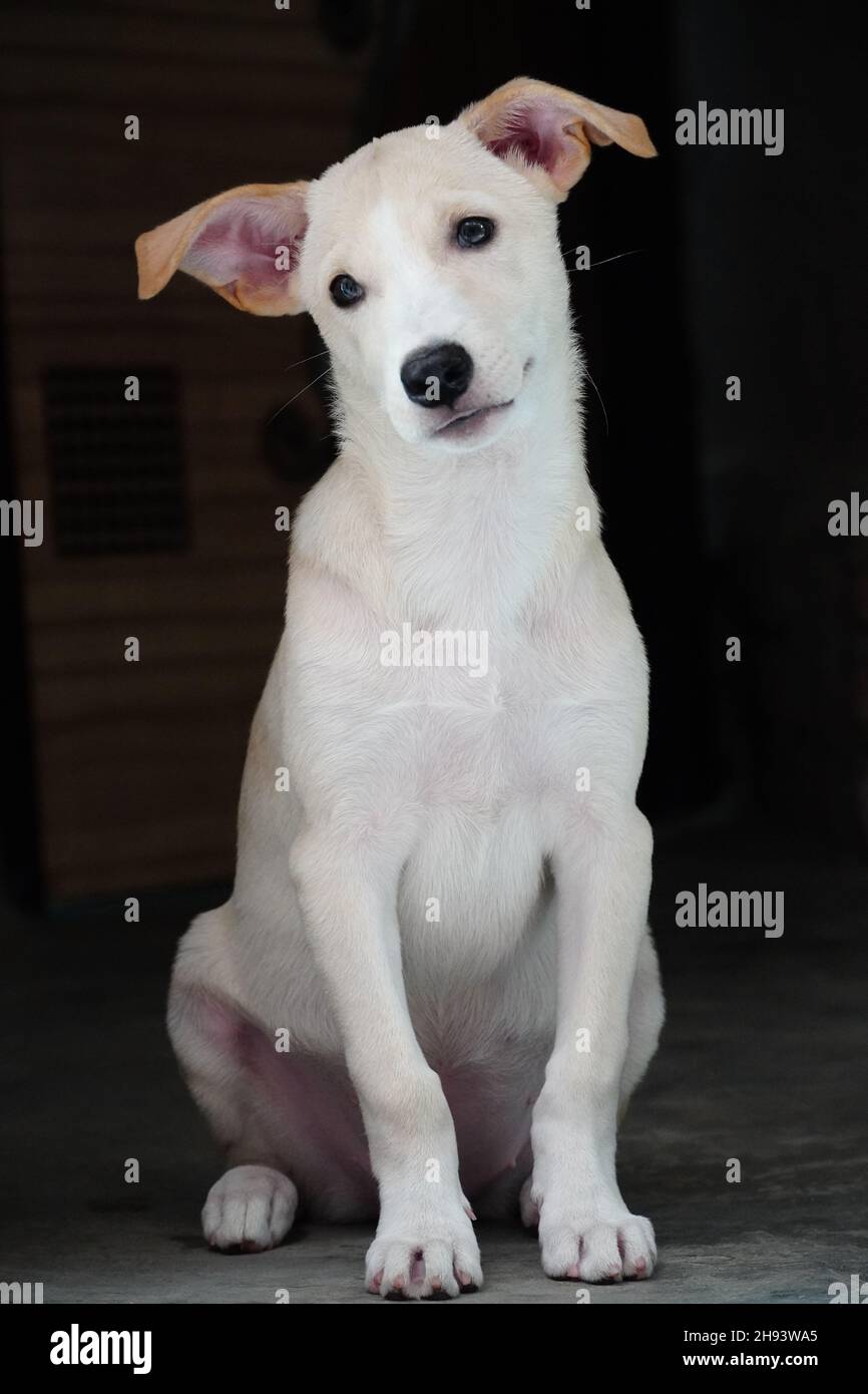 Funny pet expressions hi-res stock photography and images - Alamy