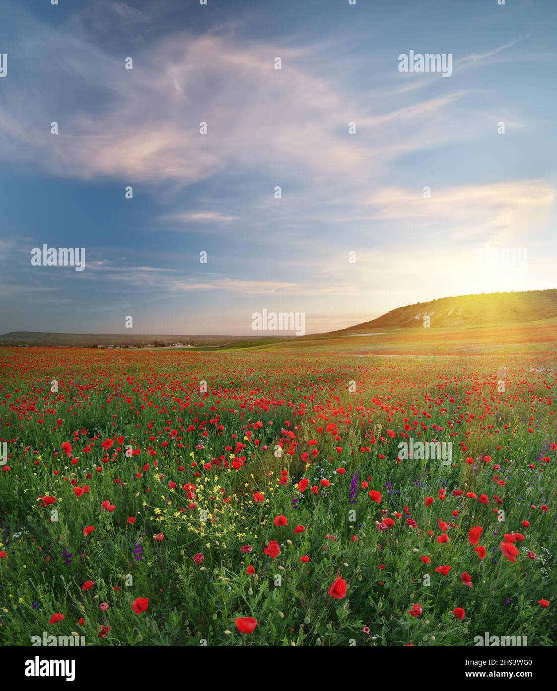 Spring medoaw of poppy flowers at sunset. Hi-resolution nature panorama ...