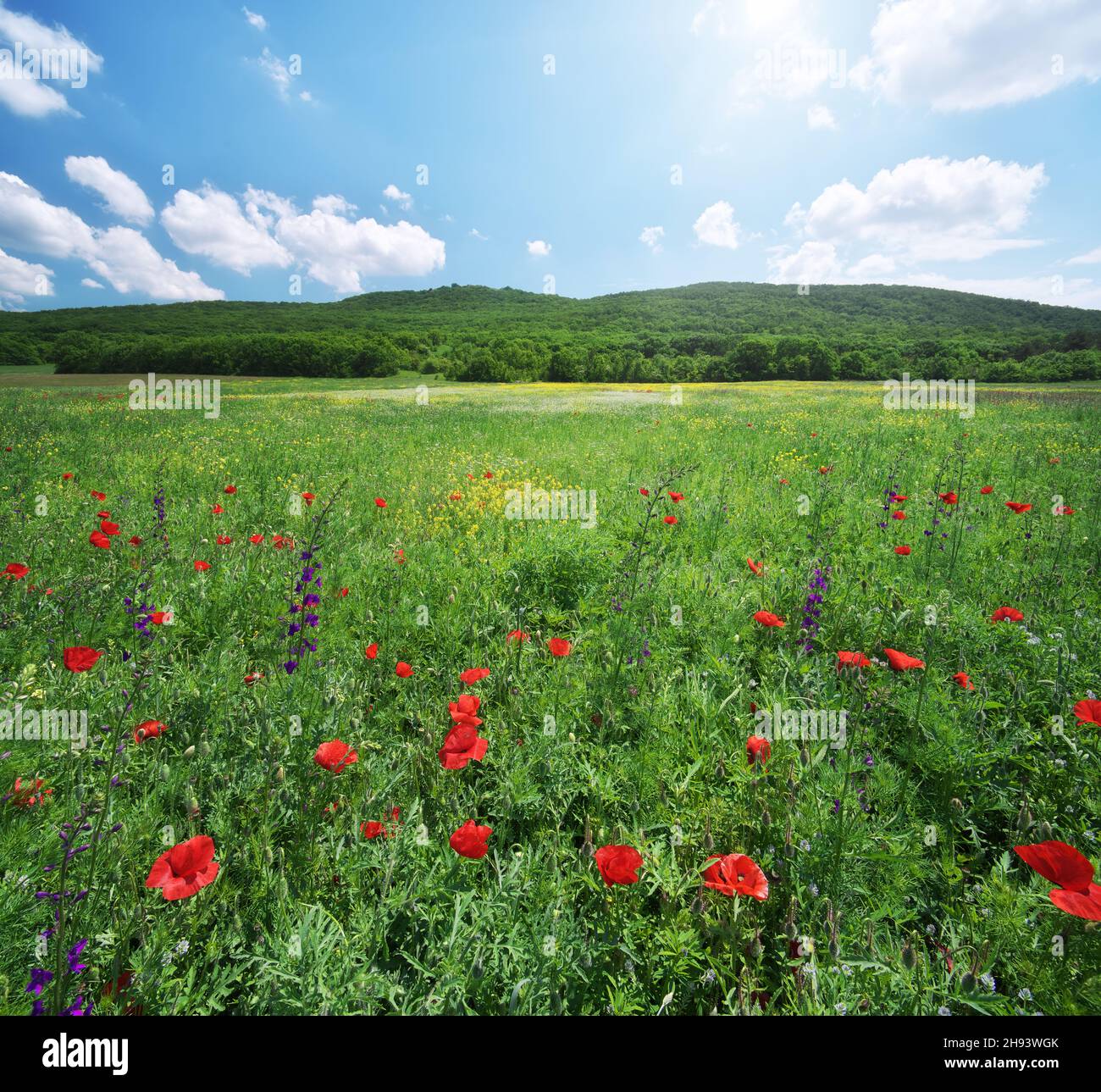 Purple flowers hi hi-res stock photography and images - Alamy