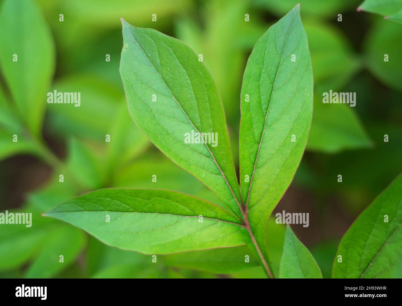 Spring leaf. Composition of nature Stock Photo - Alamy