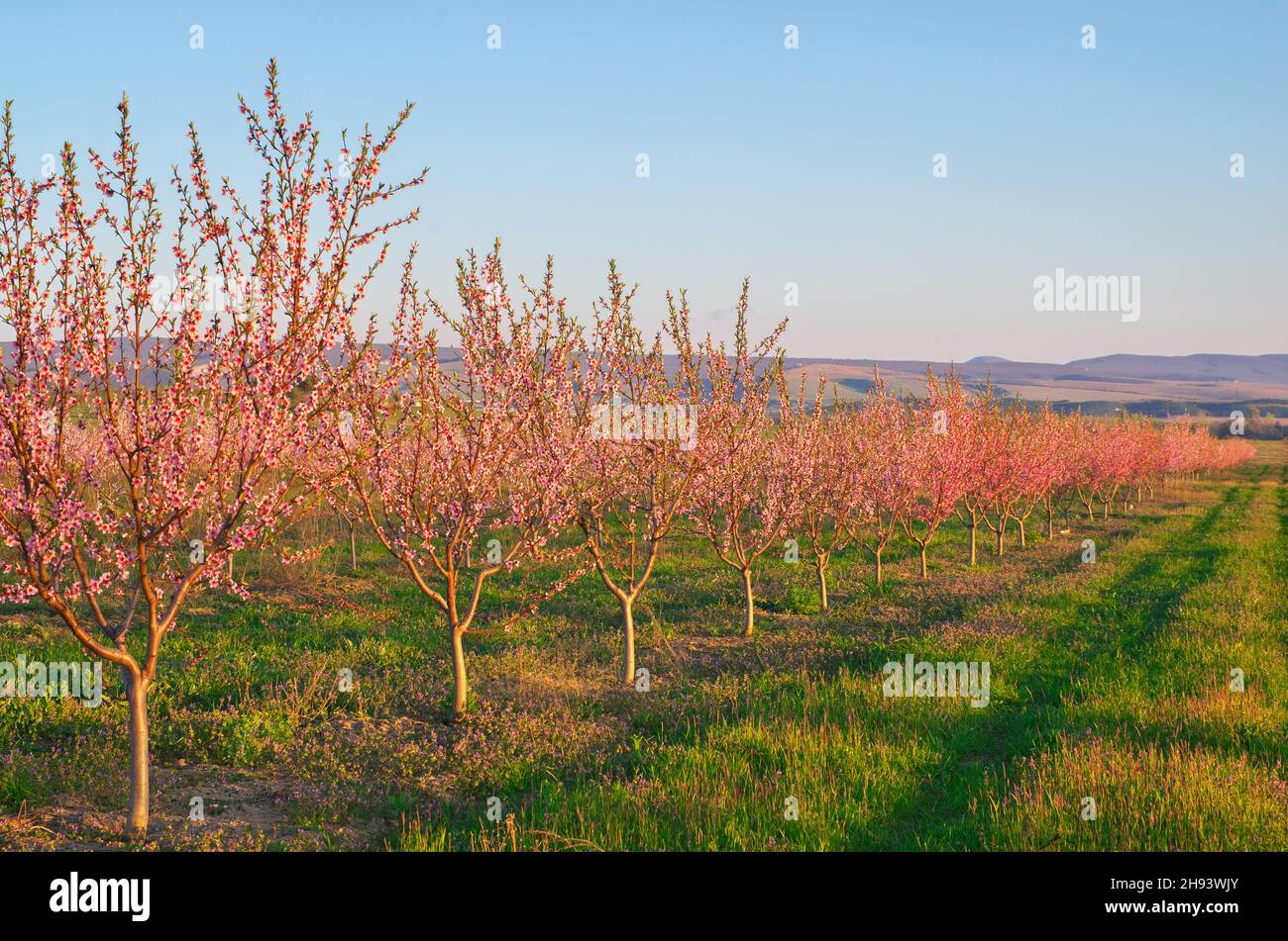 Row blossoming peach trees hi-res stock photography and images - Alamy