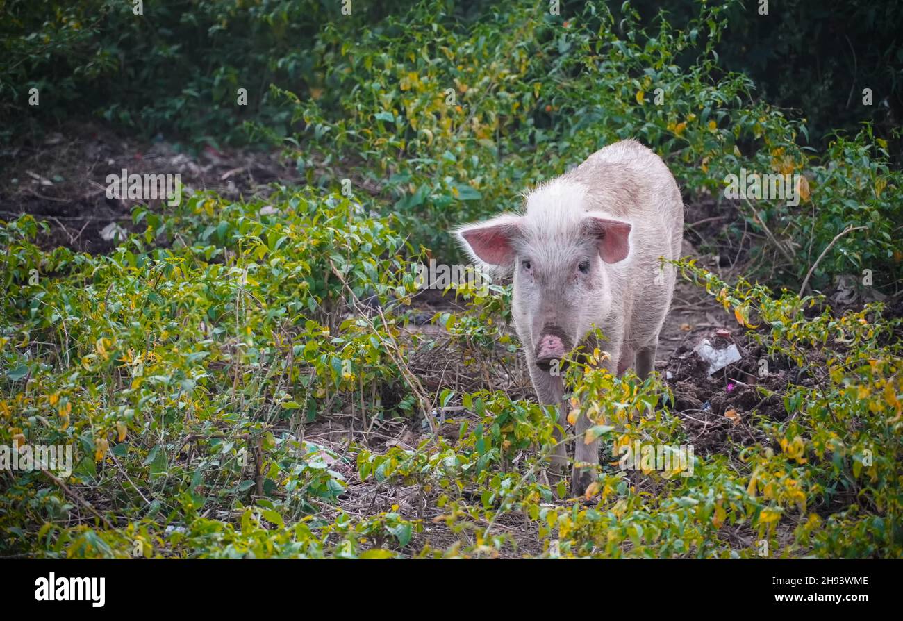 Pig in forest hi-res stock photography and images - Alamy
