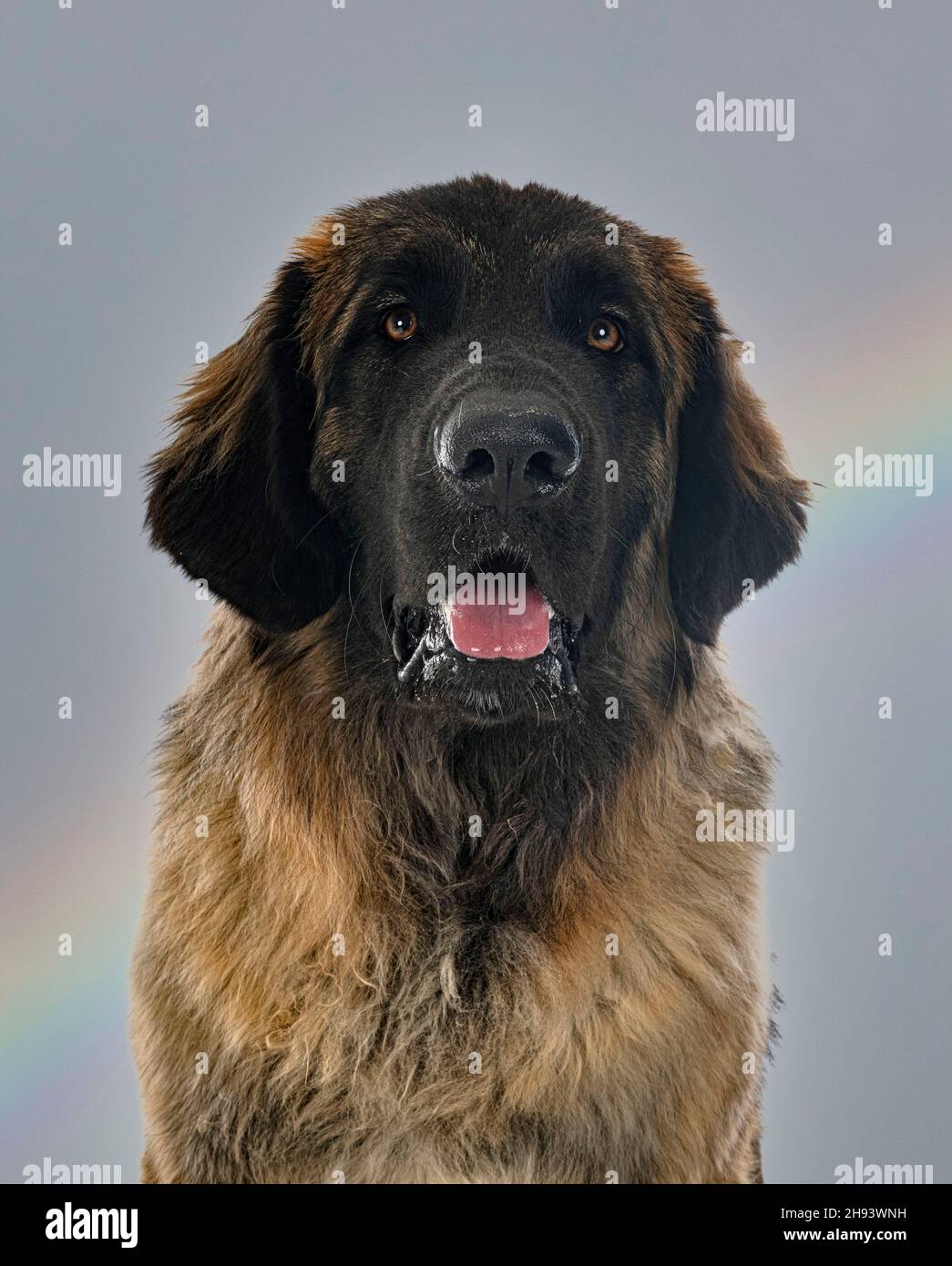 Rainbow puppy hi-res stock photography and images - Alamy