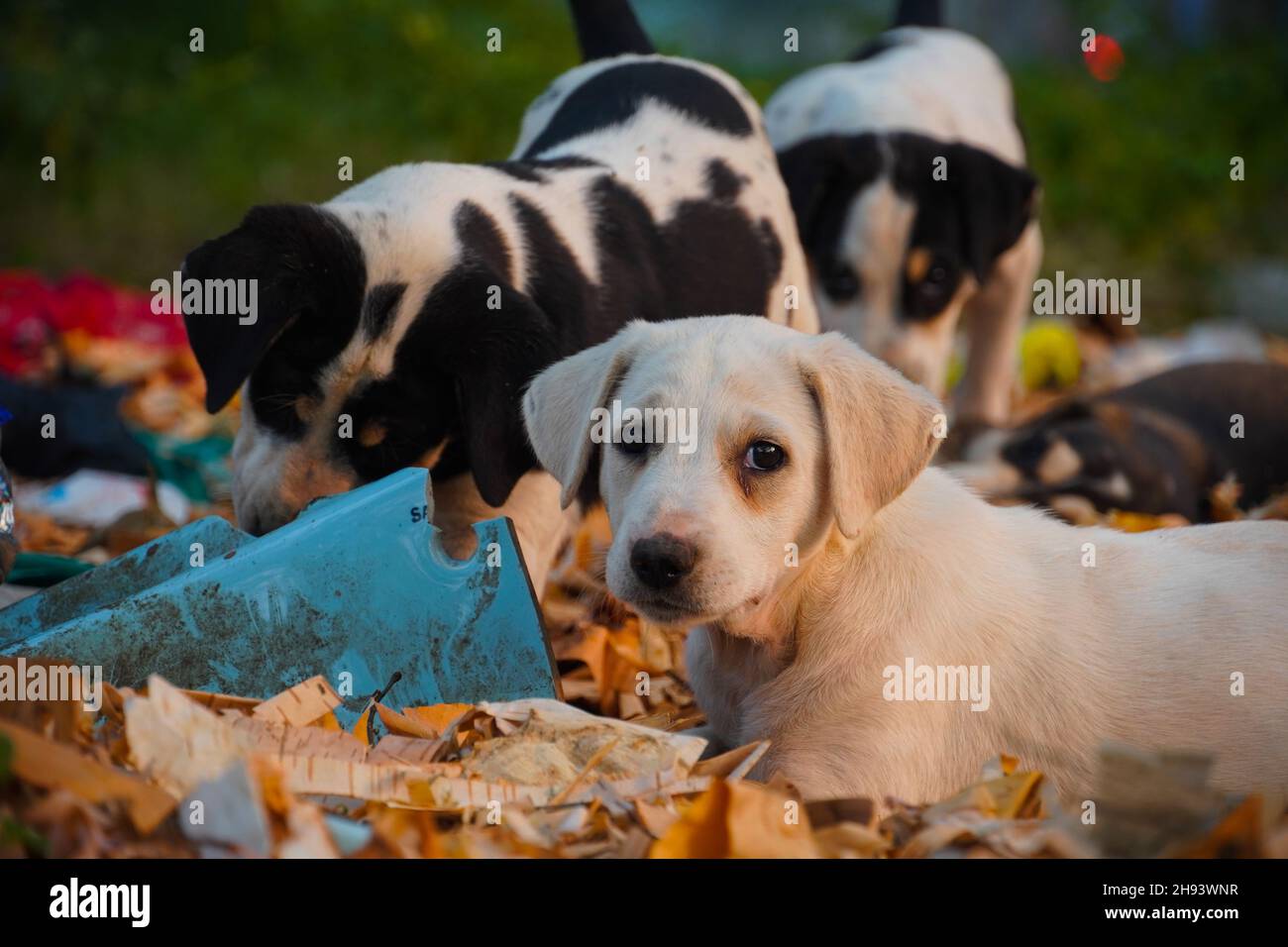 Indian Labrador High Resolution Stock Photography and Images - Alamy