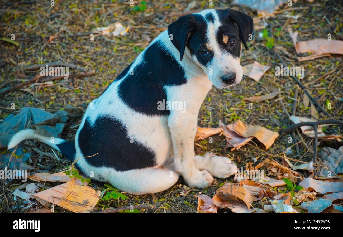 Indian Labrador High Resolution Stock Photography and Images - Alamy