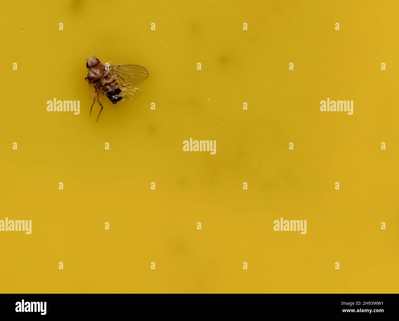 Macro of a single fruit fly caught on a sticky paper trap Stock Photo ...