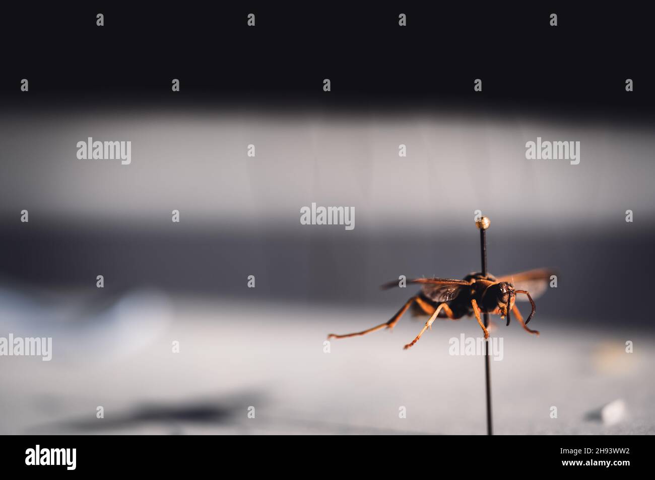 Selective focus on pinned paper wasp insect suspended over a blank ...