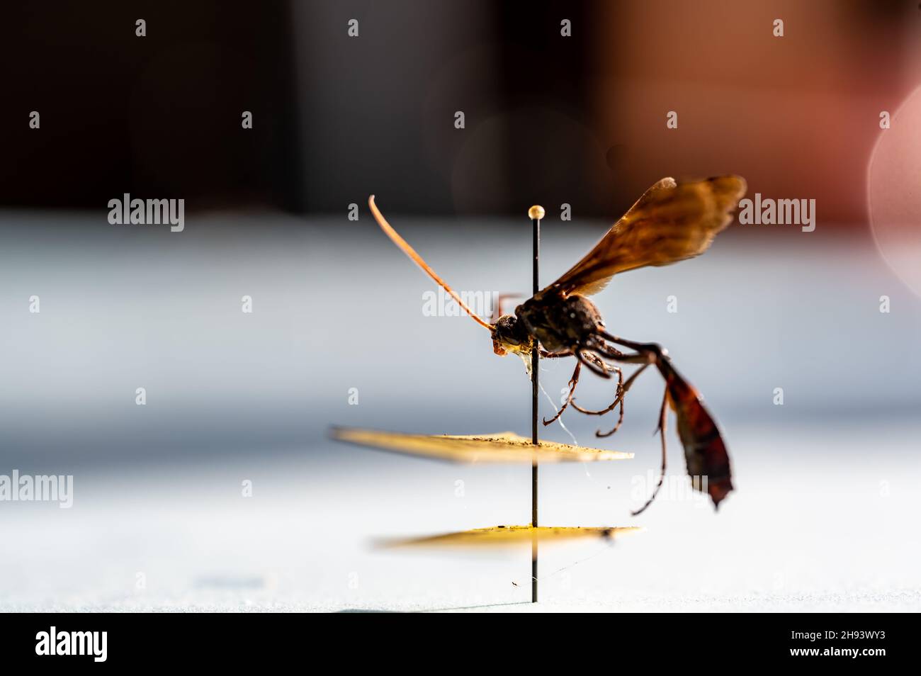 pinned ichneumon wasp specimen in an entomology insect collection Stock ...