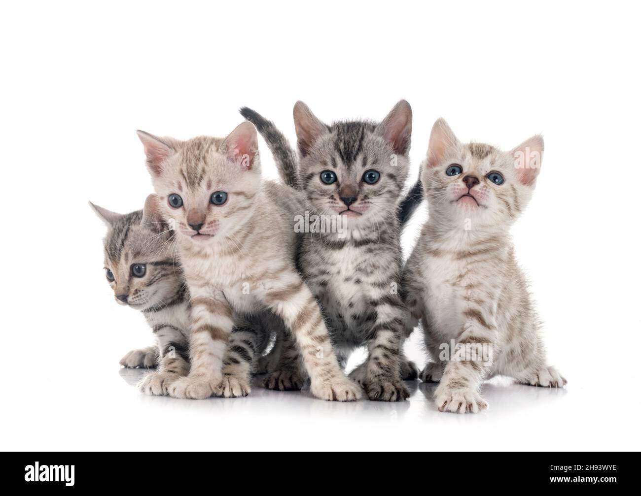 bengal cat family in front of white background Stock Photo - Alamy