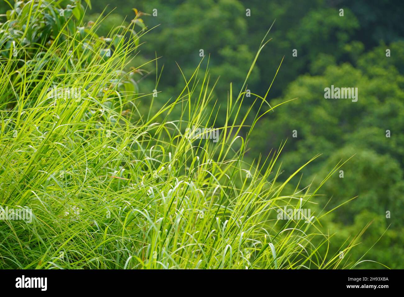 Grass images hi-res stock photography and images - Alamy
