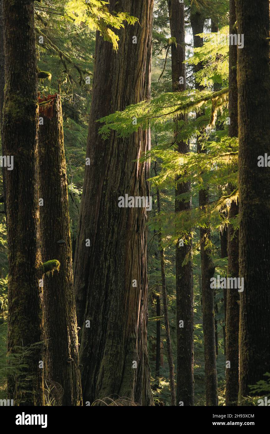 Old growth forest trees hi-res stock photography and images - Alamy
