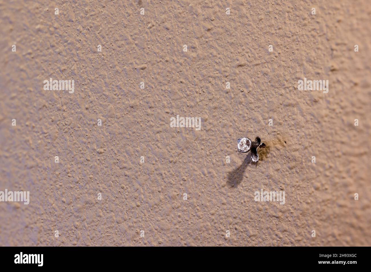 Macro of a single nail protruding from painted drywall in a residential ...