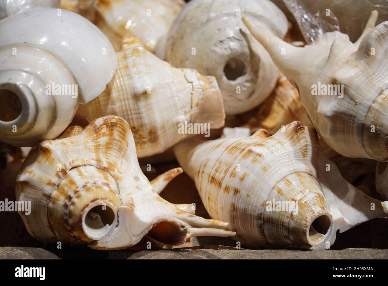 Closeup beautiful shankh on valampuri shankhs background Stock Photo ...