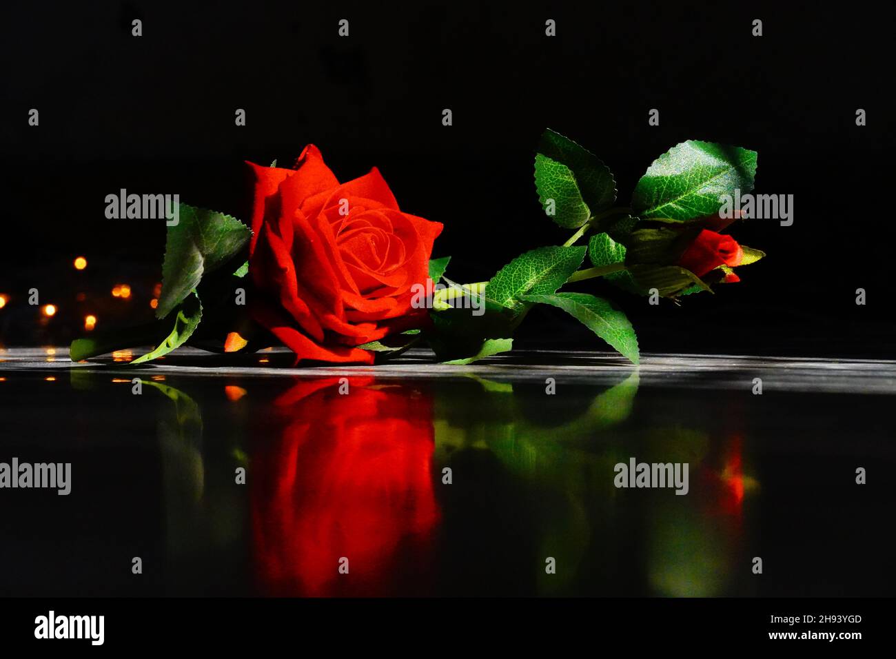Red rose garden night hi-res stock photography and images - Alamy