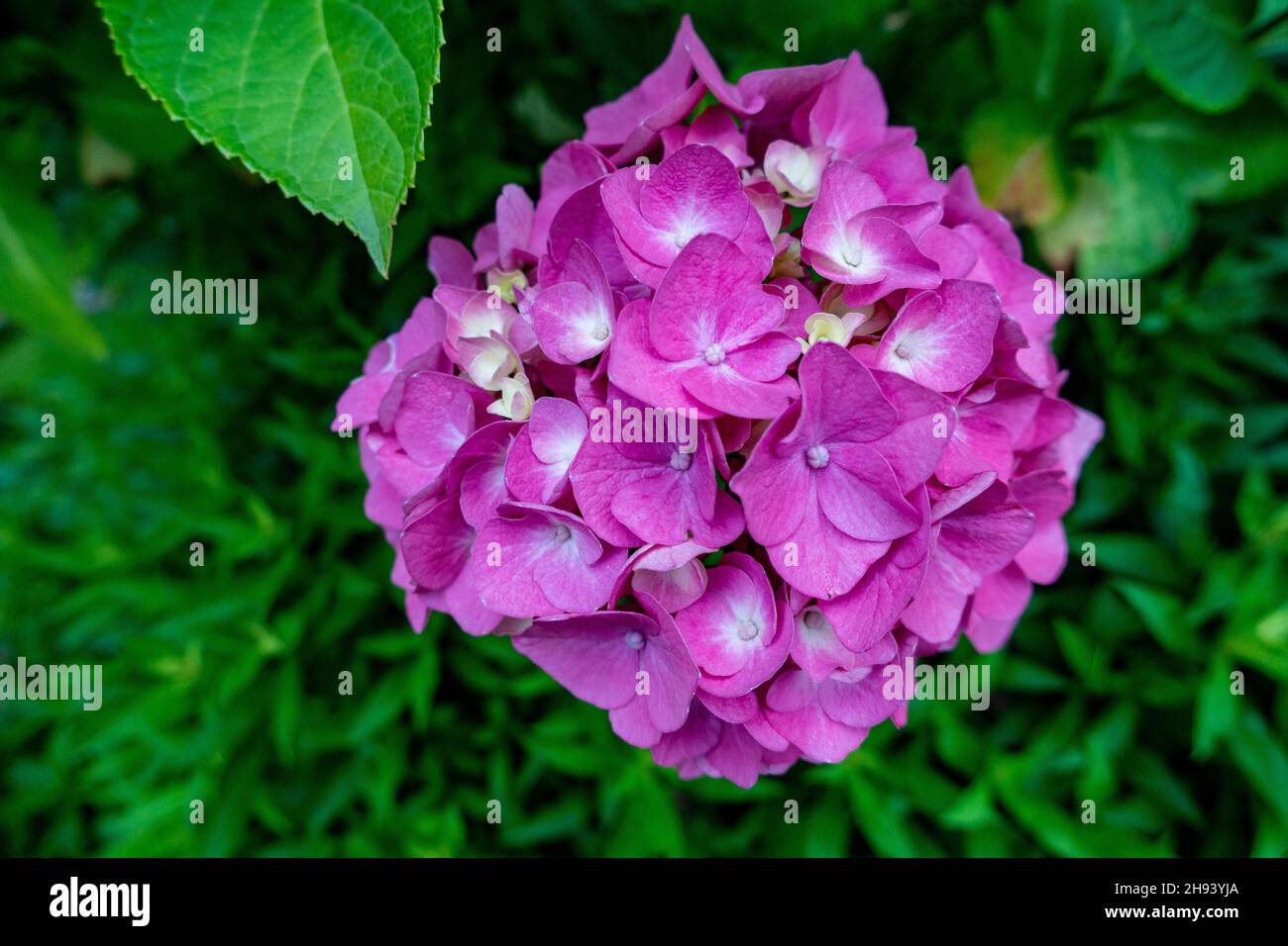 Big leaf lacecap hydrangea hi-res stock photography and images - Alamy
