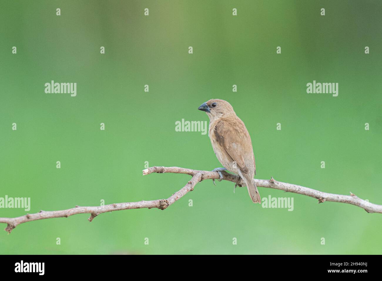 Black headed munia hi-res stock photography and images - Alamy