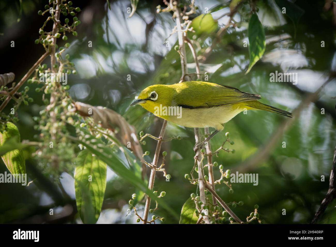 The Indian white-eye (Zosterops palpebrosus), formerly the Oriental ...