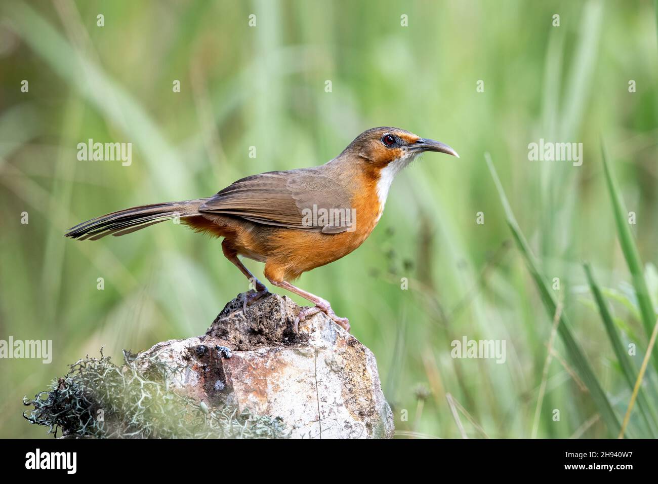 The rusty-cheeked scimitar babbler (Erythrogenys erythrogenys) is a ...