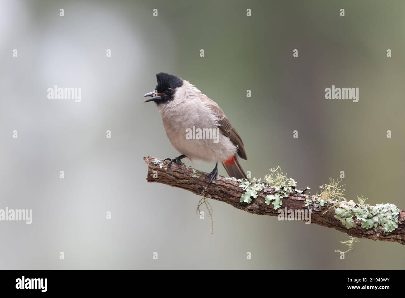 The sooty-headed bulbul (Pycnonotus aurigaster) is a species of ...