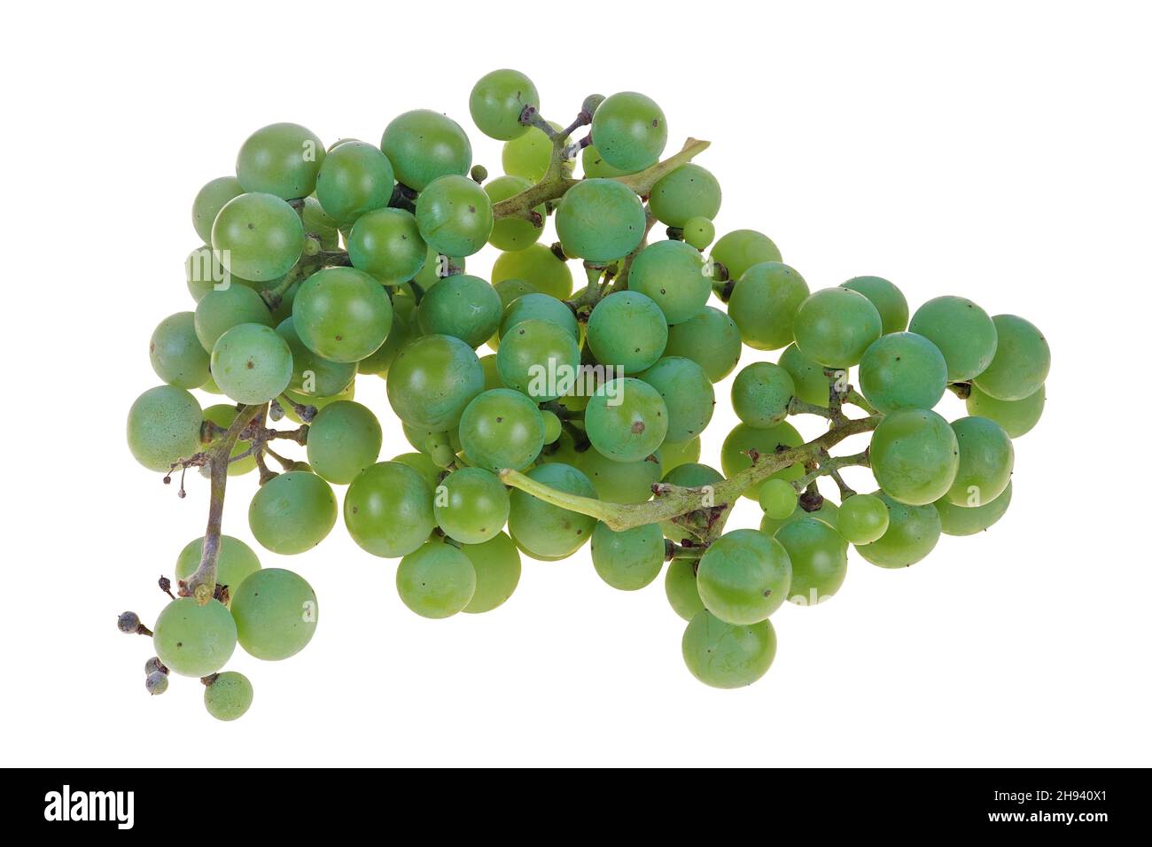 Small green berries of unripe grapes isolated macro Stock Photo - Alamy