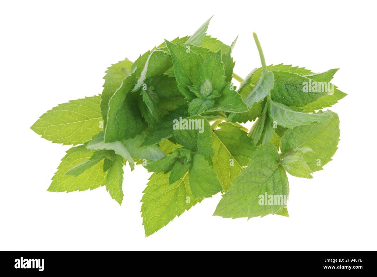 Bunch of fresh mint plant leaves isolated macro Stock Photo - Alamy