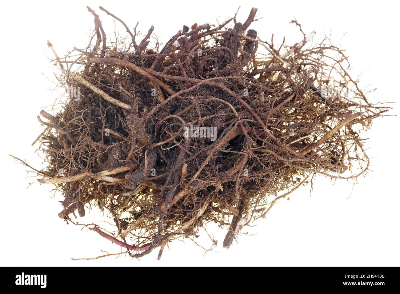 Roots of garden weeds plants . Isolated on white studio macro shot ...